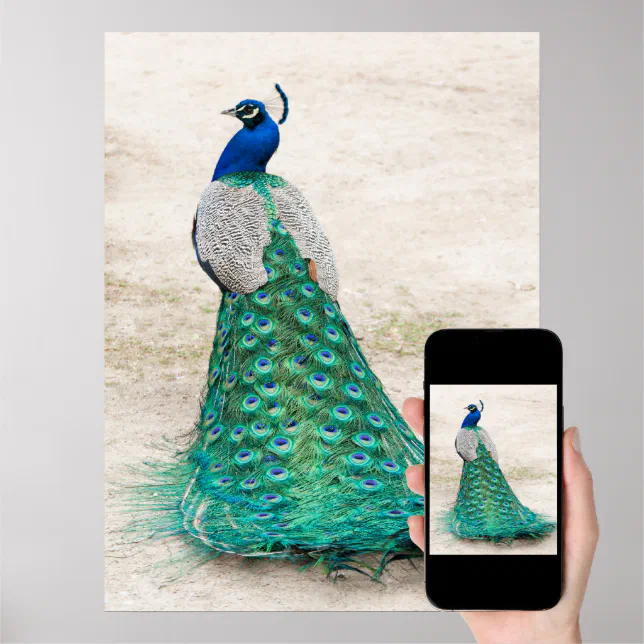 Peacock Poster | Zazzle