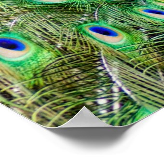 Peacock Poster | Zazzle