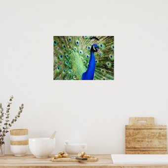 Peacock Poster | Zazzle