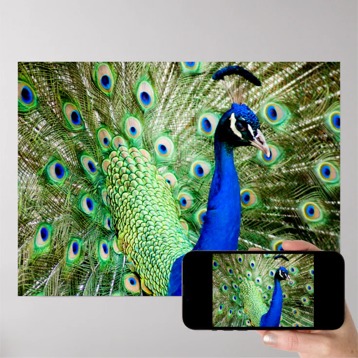 Peacock Poster | Zazzle