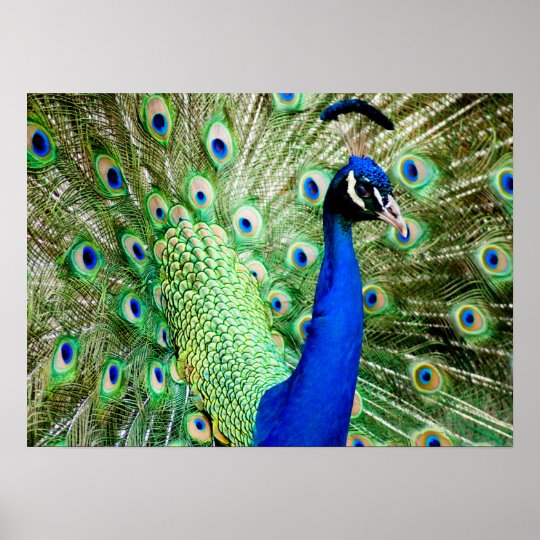 Peacock Poster | Zazzle.com