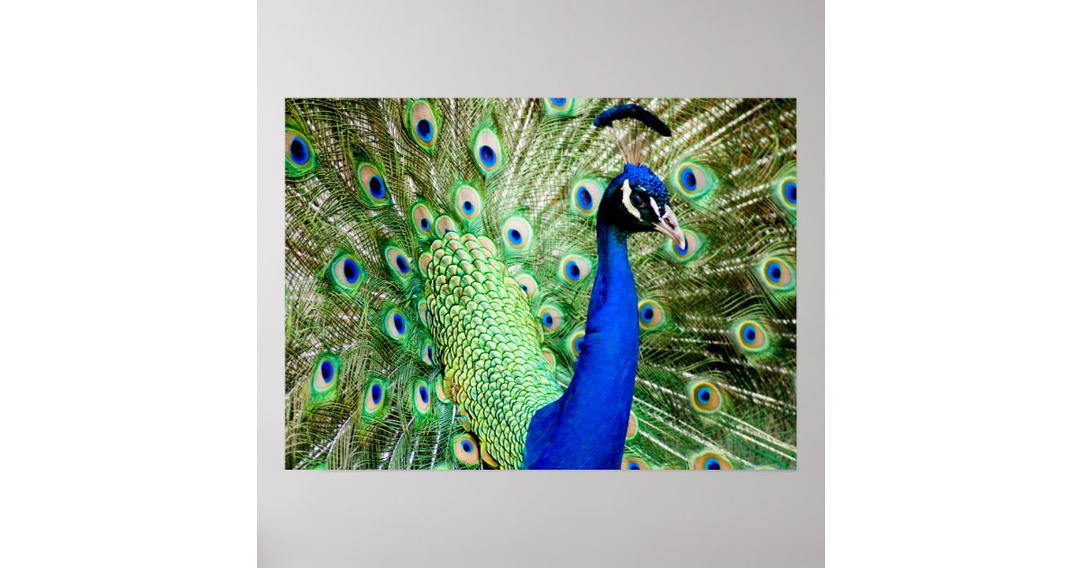 Peacock Poster | Zazzle