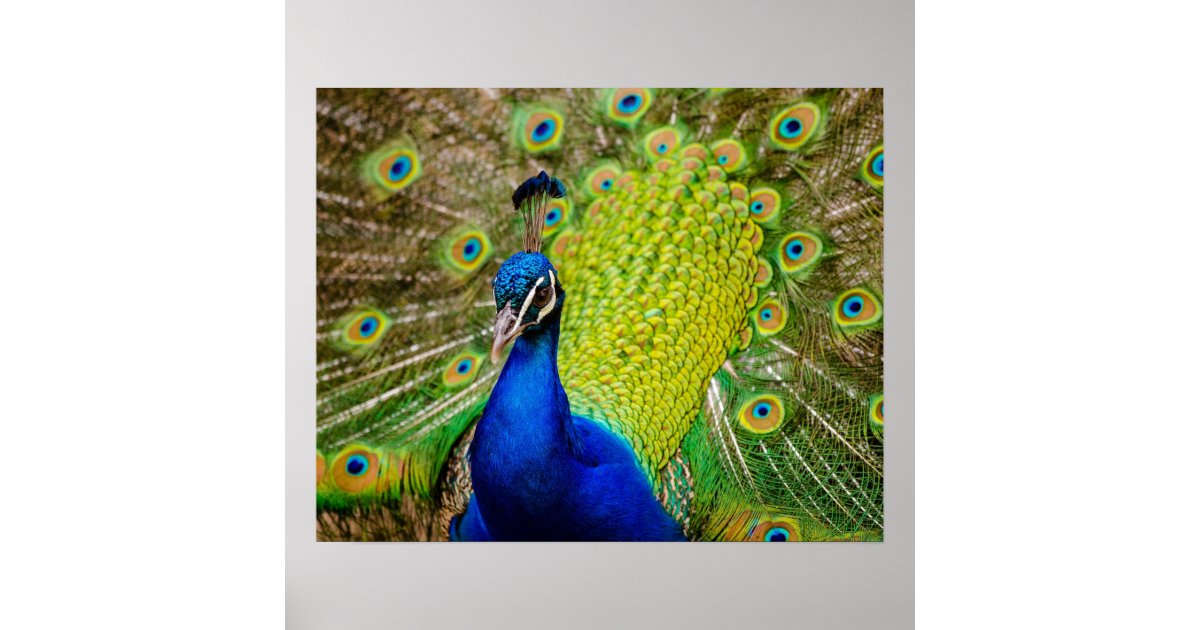 Peacock Poster | Zazzle