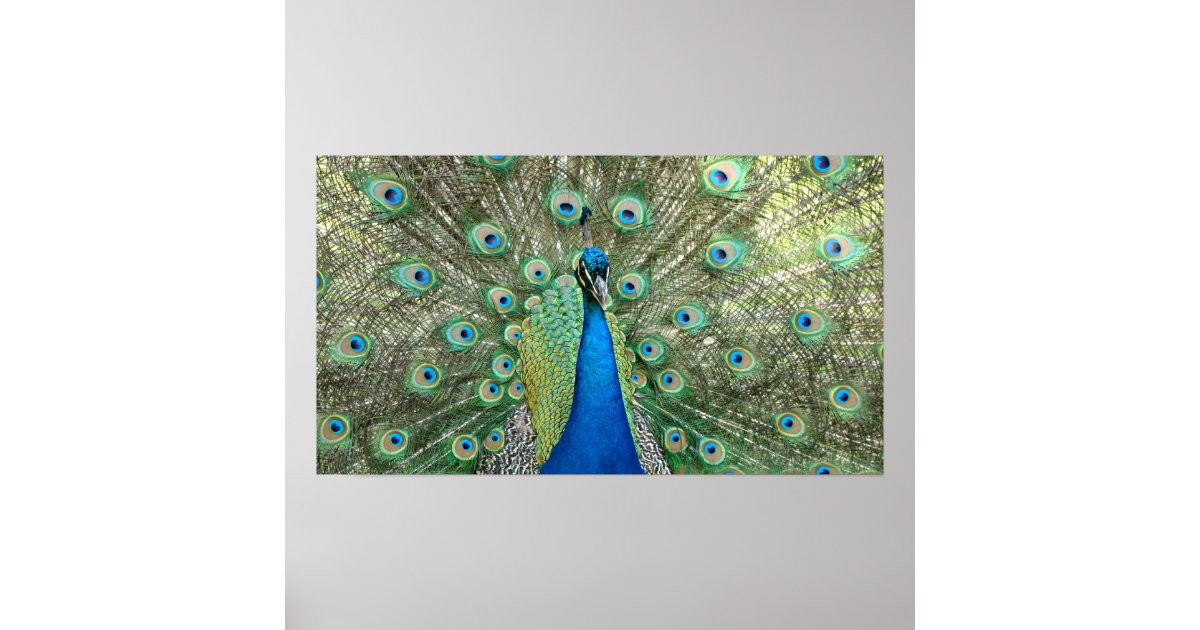 Peacock Poster | Zazzle.com