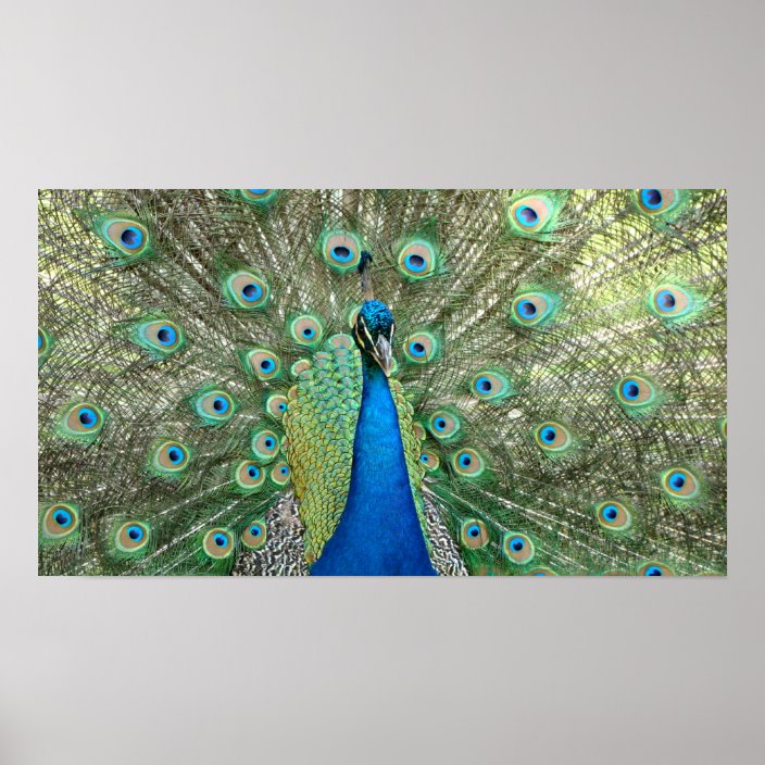 Peacock Poster | Zazzle.com