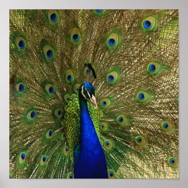 Peacock Print | Zazzle