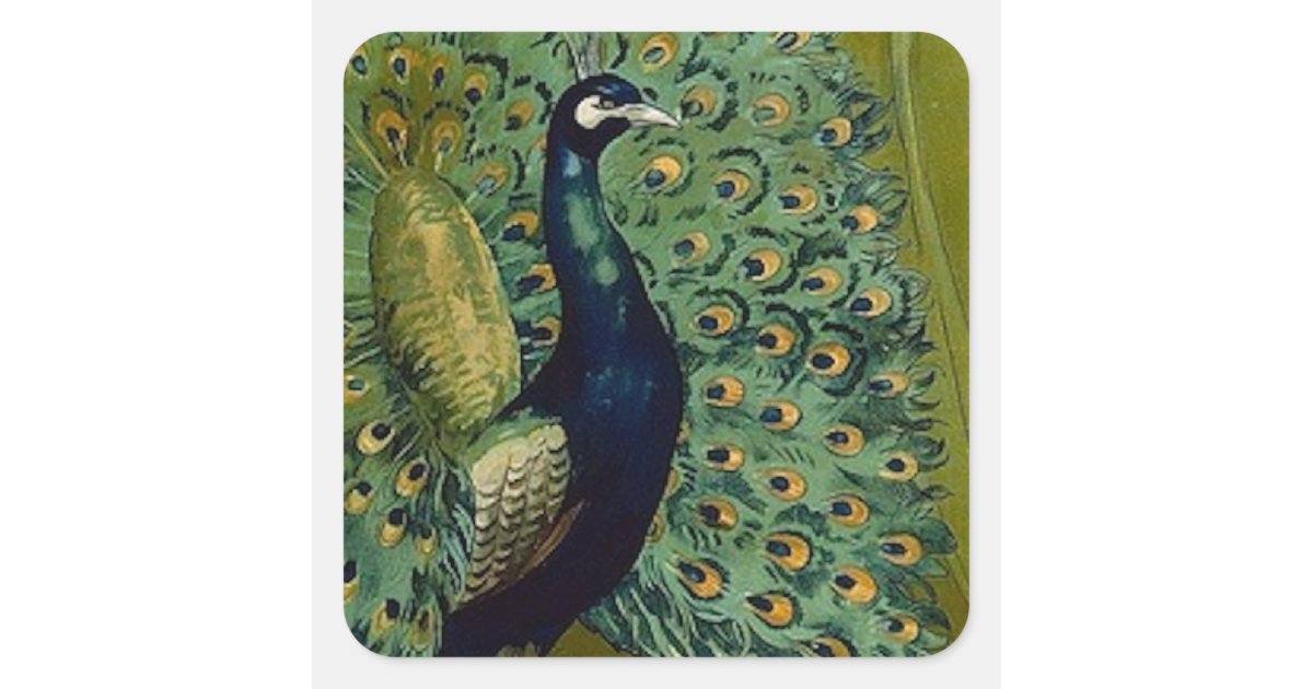 Peacock Square Sticker | Zazzle