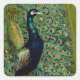 Peacock Square Sticker | Zazzle