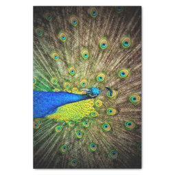 Peacock Tissue Paper | Zazzle