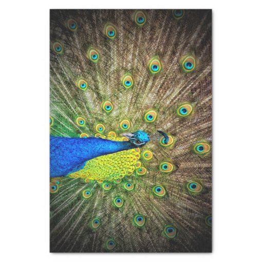 Peacock Tissue Paper | Zazzle