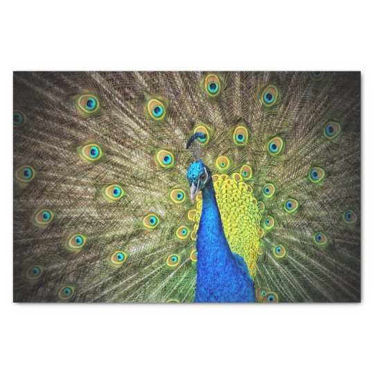 Peacock Tissue Paper | Zazzle.com