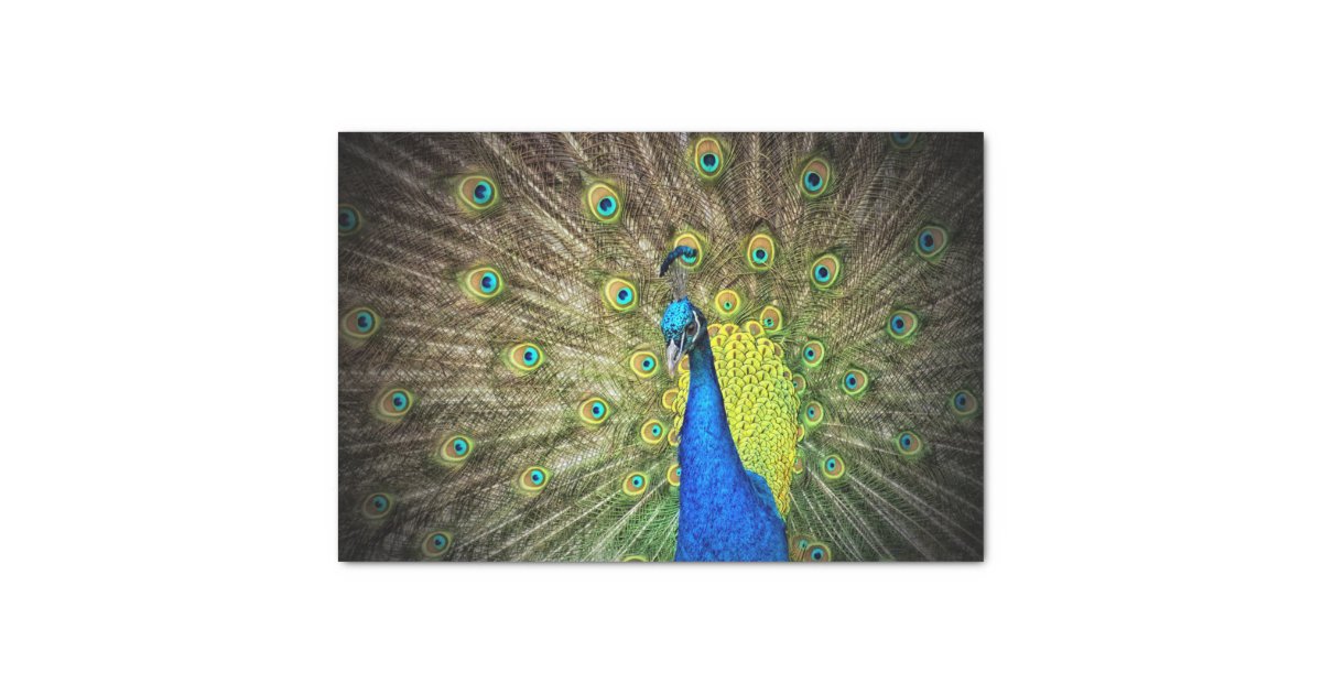 Peacock Tissue Paper | Zazzle