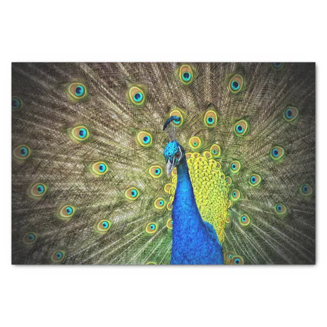 Peacock Tissue Paper | Zazzle