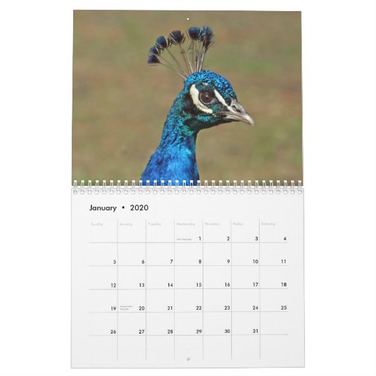 Peacocks Wall Calendar | Zazzle.com