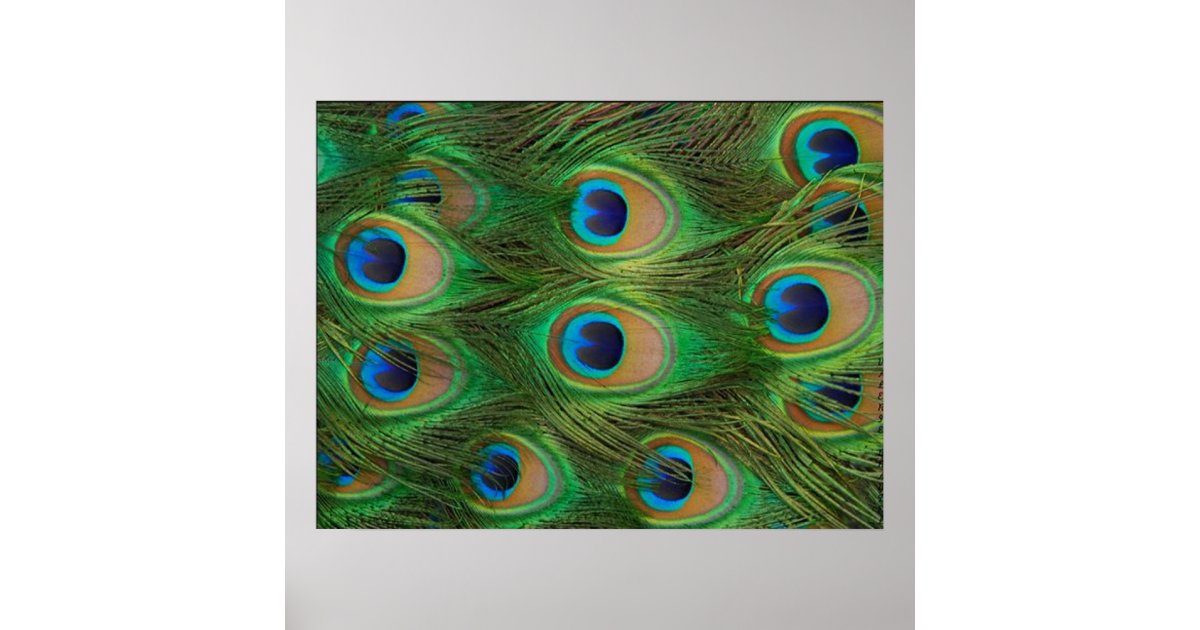 Peafowl / Peacock Print | Zazzle