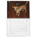Peanut the Chiweenie Calendar | Zazzle