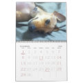 Peanut the Chiweenie Calendar | Zazzle