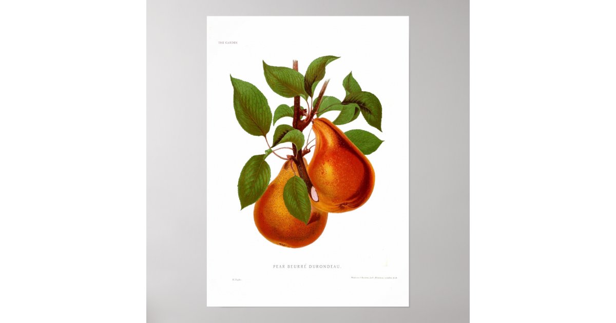 Pear Beurre Durondeau Poster | Zazzle