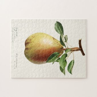 Pear (Pyrus Communis) Fruit Watercolor Painting Jigsaw Puzzle | Zazzle