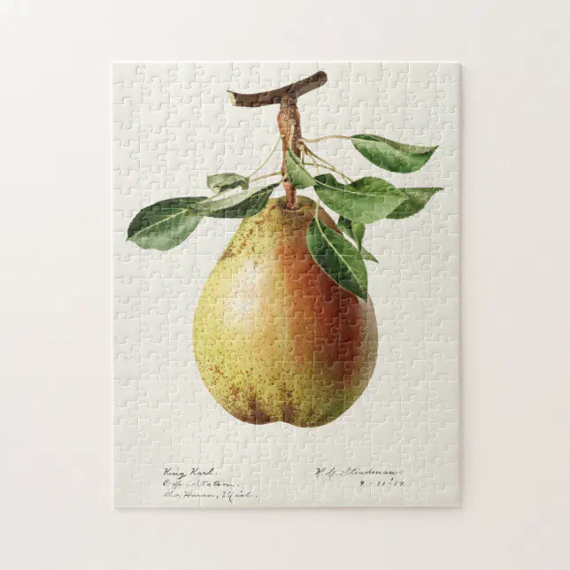 Pear (Pyrus Communis) Fruit Watercolor Painting Jigsaw Puzzle | Zazzle