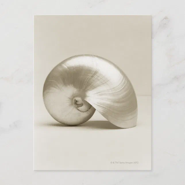 Pearlised nautilus sea shell postcard | Zazzle