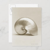 Pearlised nautilus sea shell postcard | Zazzle