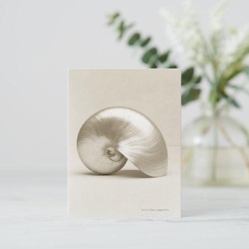 Pearlised nautilus sea shell postcard | Zazzle
