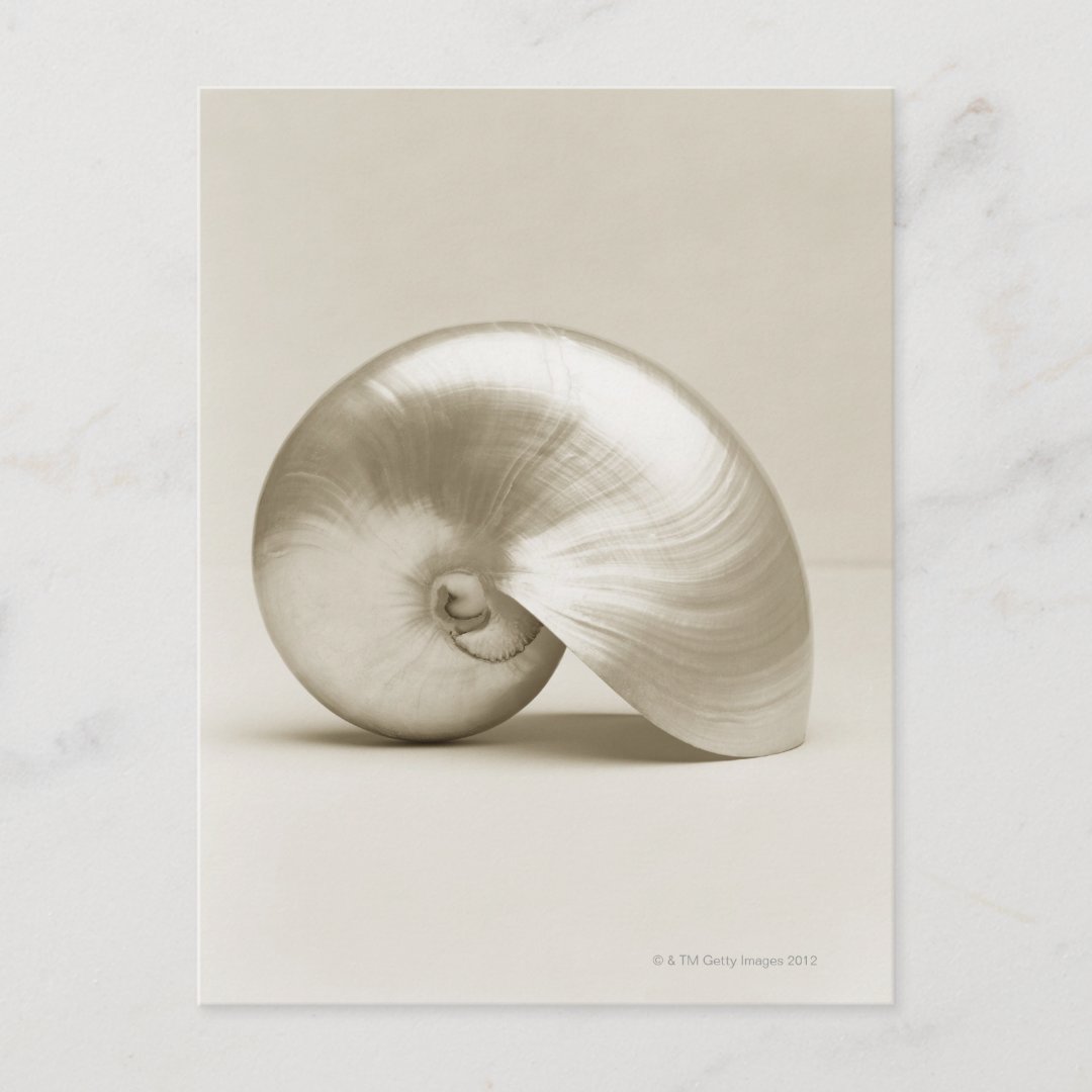 Pearlised nautilus sea shell postcard | Zazzle