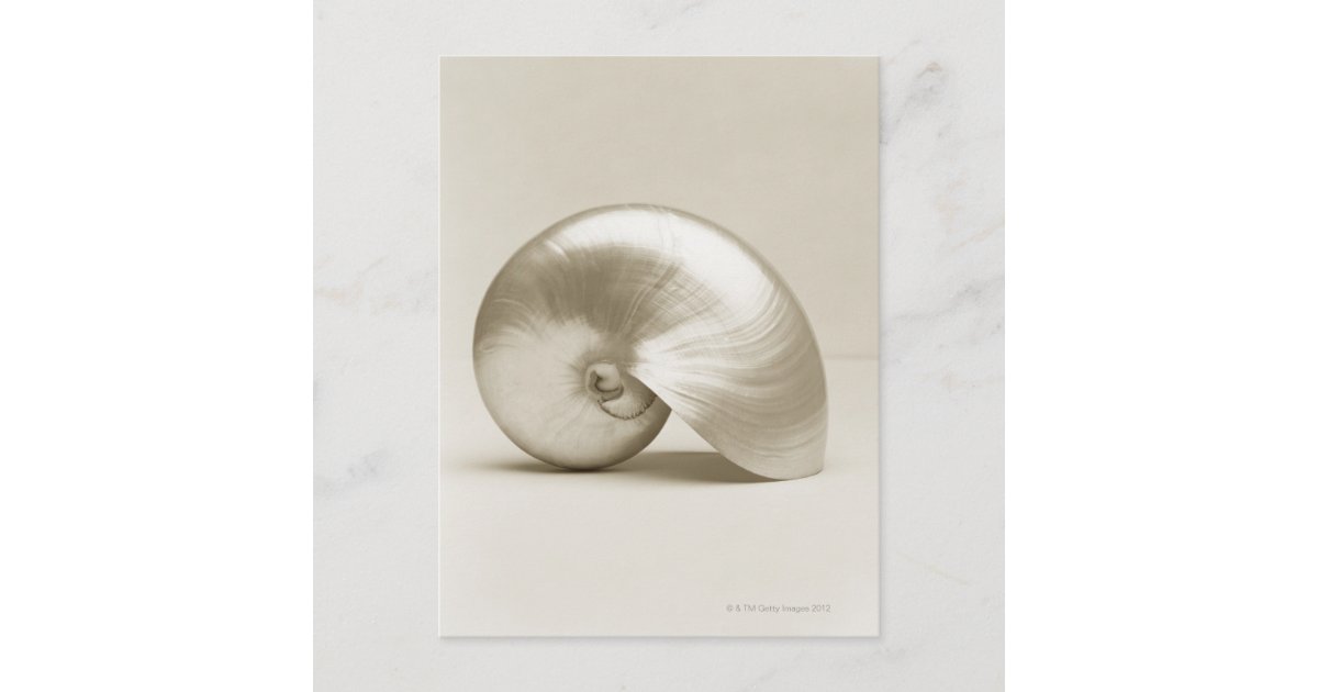 Pearlised nautilus sea shell postcard | Zazzle