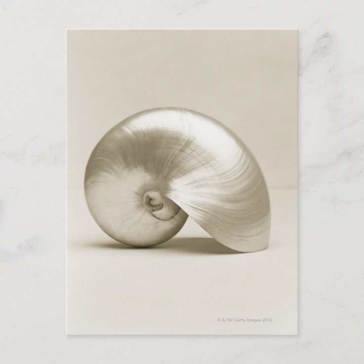 Pearlised nautilus sea shell postcard | Zazzle
