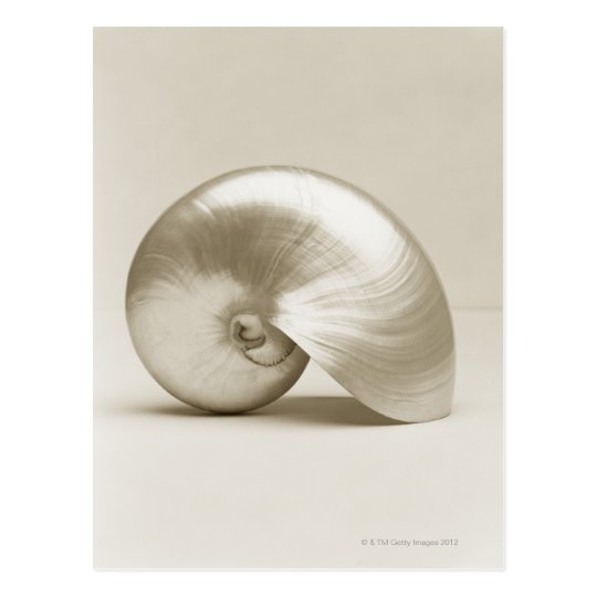 Pearlised nautilus sea shell postcard | Zazzle.com