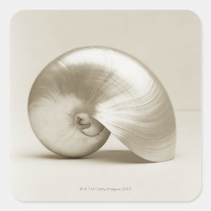 Kappa Delta Nautilus Shell