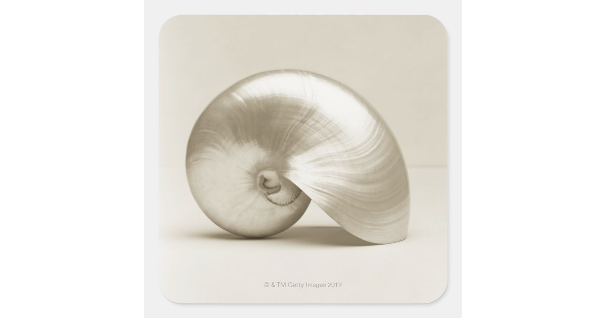 Pearlised nautilus sea shell square sticker | Zazzle