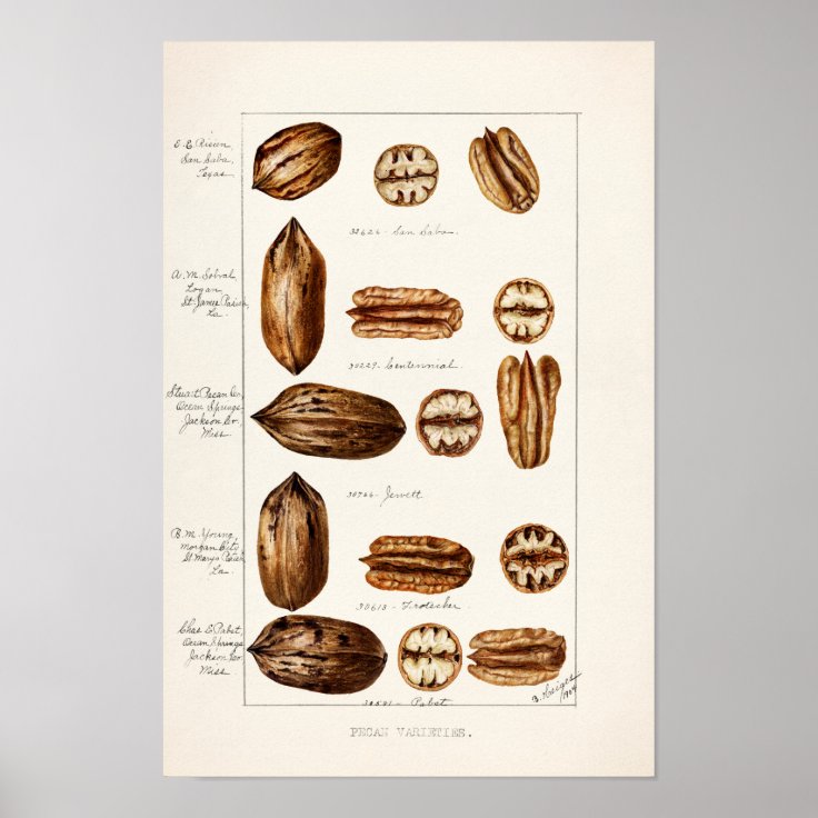 Pecans (Carya Illinoinensis) Watercolor Painting Poster | Zazzle