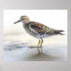 Pectoral Sandpiper Bird Art Print Poster | Zazzle
