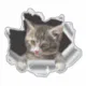 Peeking Cat Vinyl Decal |Car decal, Bumper sticker | Zazzle