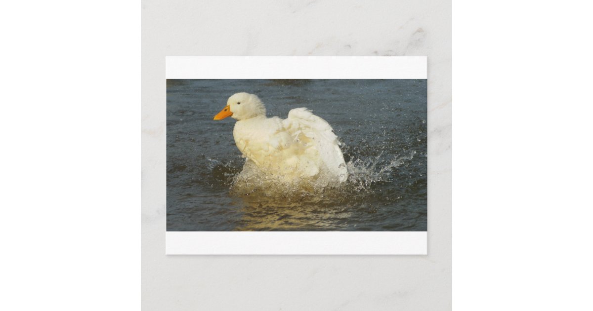 Pekin Duck IV Postcard | Zazzle