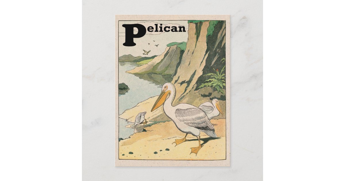 Pelican Alphabet Postcard | Zazzle