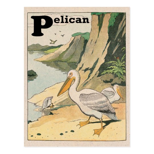Pelican Alphabet Postcard | Zazzle.com