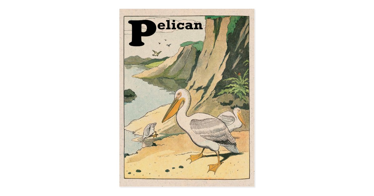 Pelican Alphabet Postcard | Zazzle.com