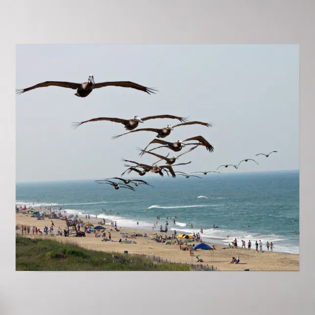 Pelican Bird Gang flying over OBX beach Poster | Zazzle