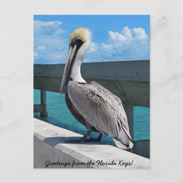 Pelican in the Florida Keys postcard | Zazzle