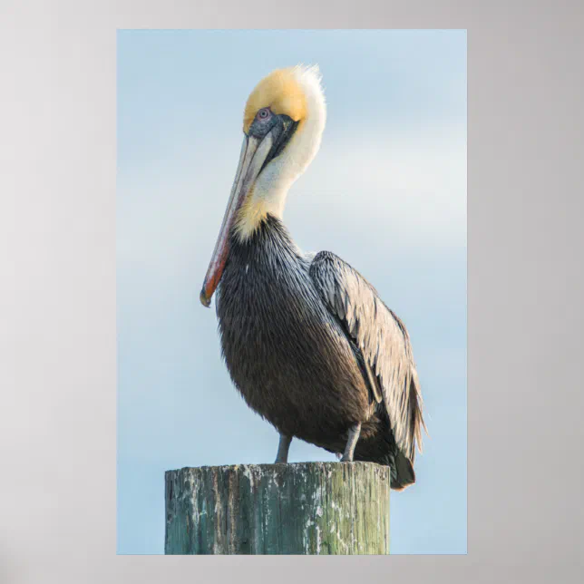 Pelican perched on pylon poster | Zazzle