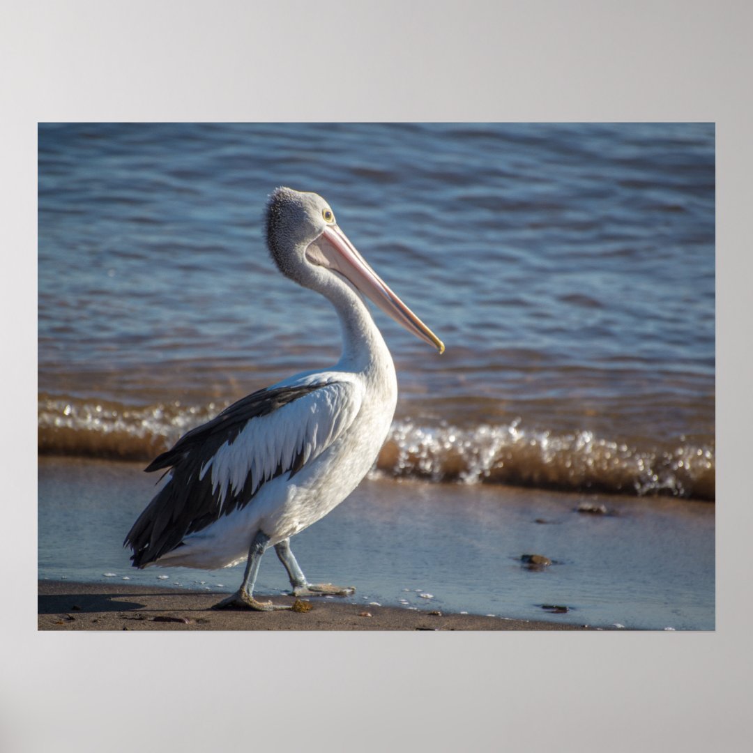 Pelican Poster | Zazzle