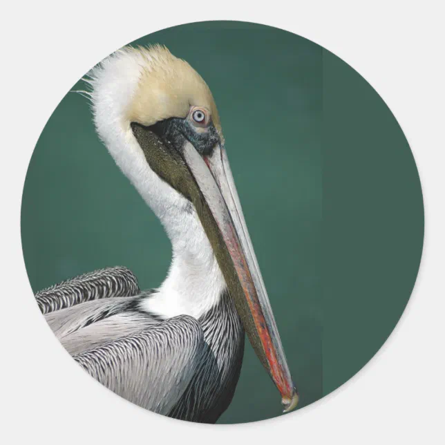 Pelican Round Sticker | Zazzle