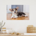 Pembroke Welsh Corgi Puppy Poster | Zazzle