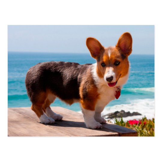 Pembroke Welsh Corgi puppy standing on table Postcard | Zazzle.com