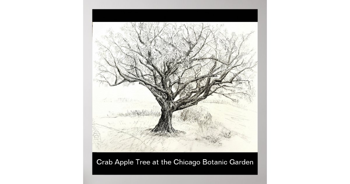 Pen and Ink Tree drawing Poster | Zazzle