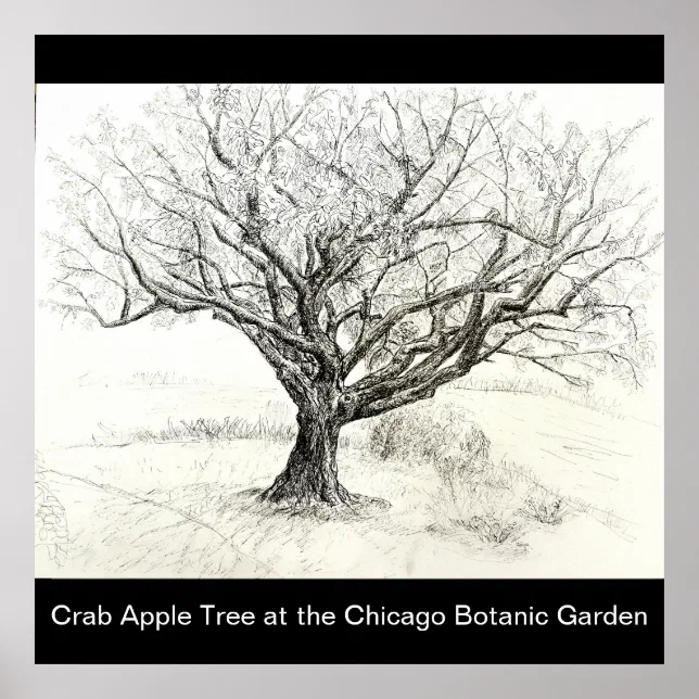 Pen and Ink Tree drawing Poster | Zazzle