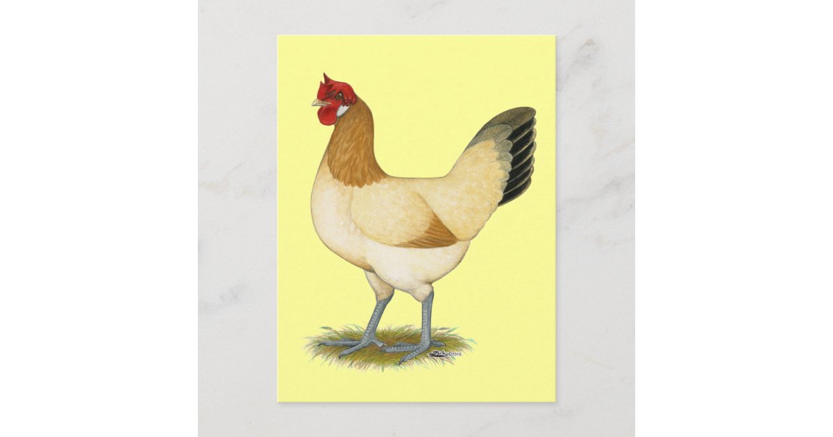 Penedesenca: Wheaten Hen Postcard | Zazzle